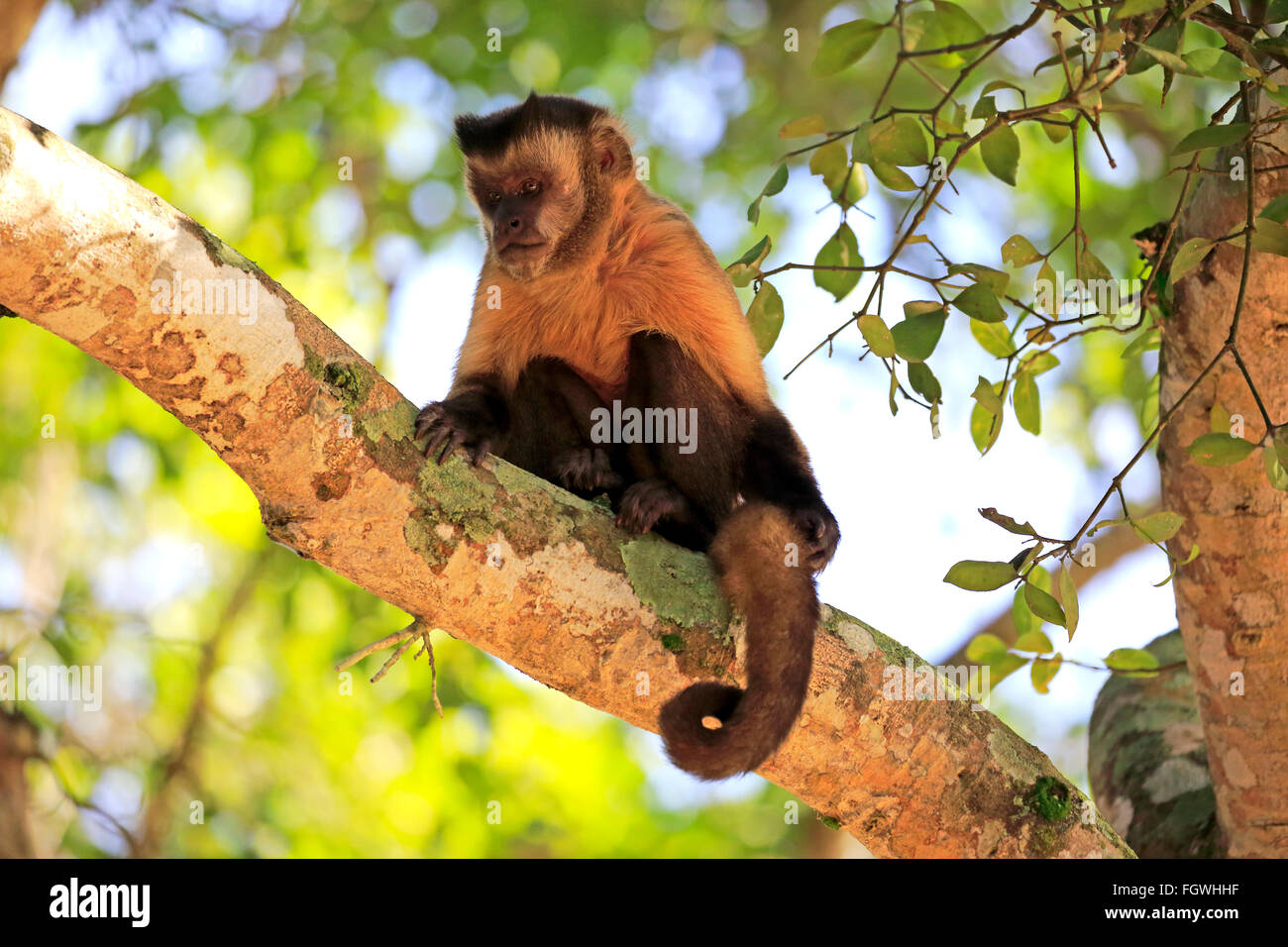 Brown Capuchin, Tufted Capuchin, Black-capped Capuchin, Pantanal, Mato ...