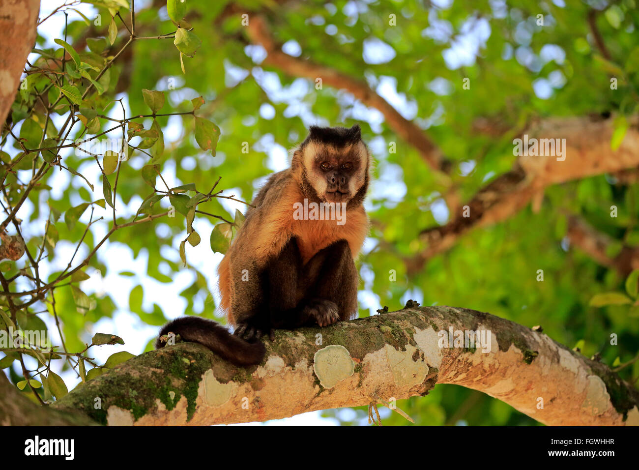 Brown Capuchin, Tufted Capuchin, Black-capped Capuchin, Pantanal, Mato ...
