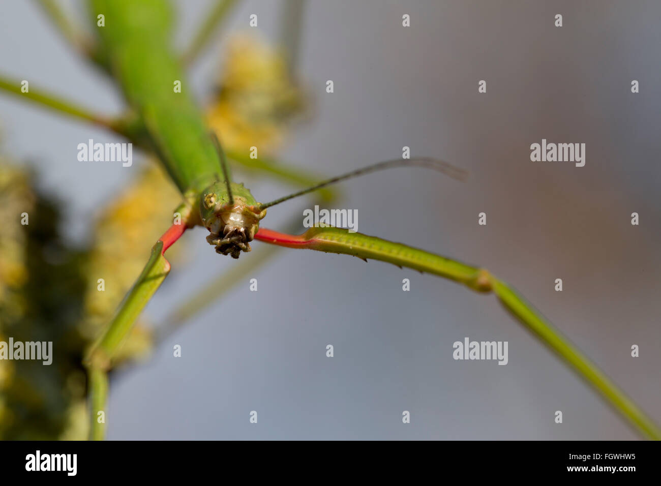 Unarmed Stick Insect; Acanthoxyla inermis Single; Head Cornwall; UK ...