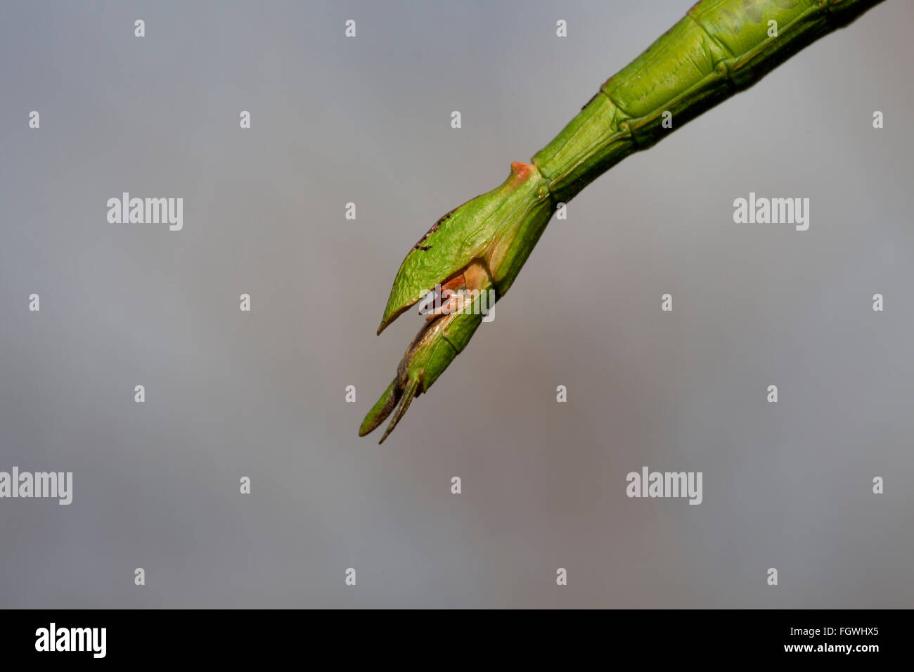 Acanthoxyla Inermis High Resolution Stock Photography and Images - Alamy