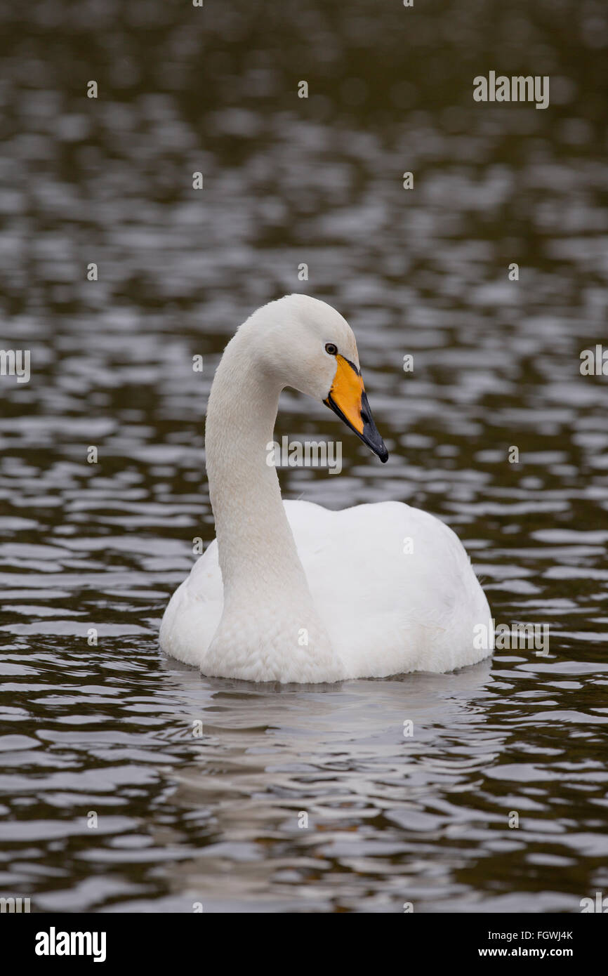 Whooper Swan High Resolution Stock Photography and Images - Alamy