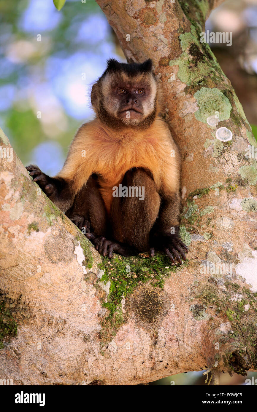 Brown Capuchin, Tufted Capuchin, Black-capped Capuchin, Pantanal, Mato ...