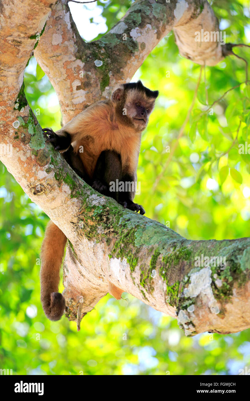 Brown Capuchin, Tufted Capuchin, Black-capped Capuchin, Pantanal, Mato ...
