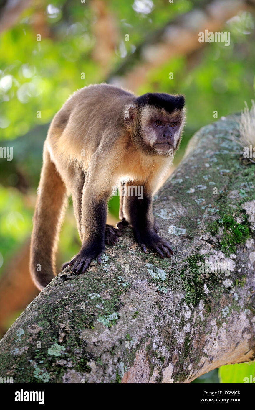 Brown Capuchin, Tufted Capuchin, Black-capped Capuchin, Pantanal, Mato ...