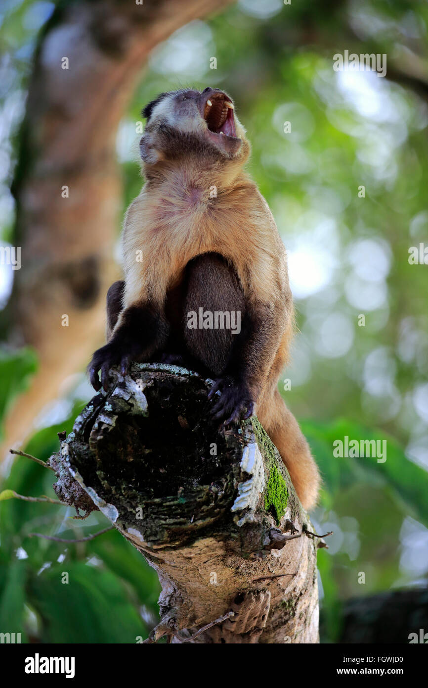 Brown Capuchin, Tufted Capuchin, Black-capped Capuchin, Pantanal, Mato ...