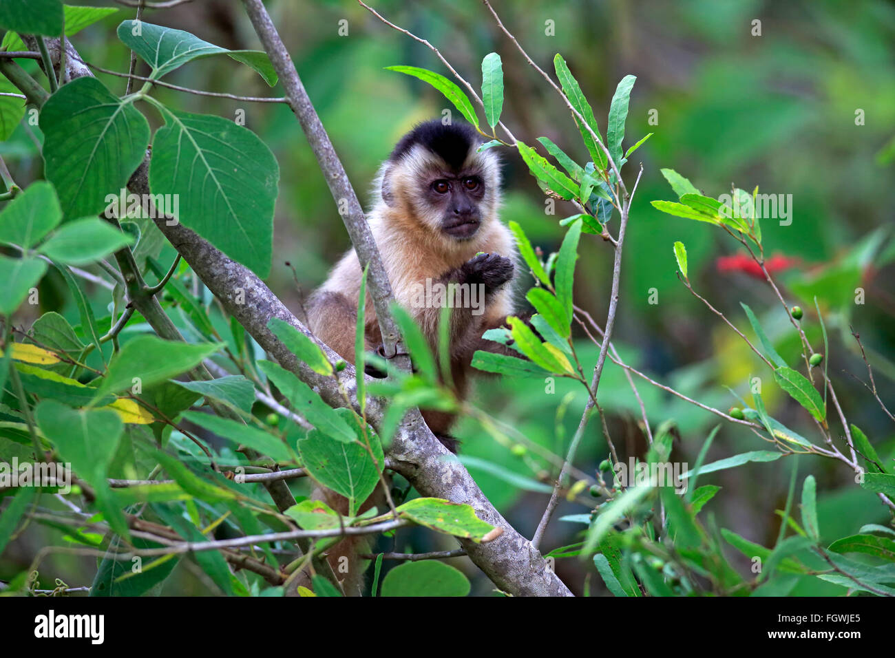 Brown Capuchin, Tufted Capuchin, Black-capped Capuchin, Pantanal, Mato ...