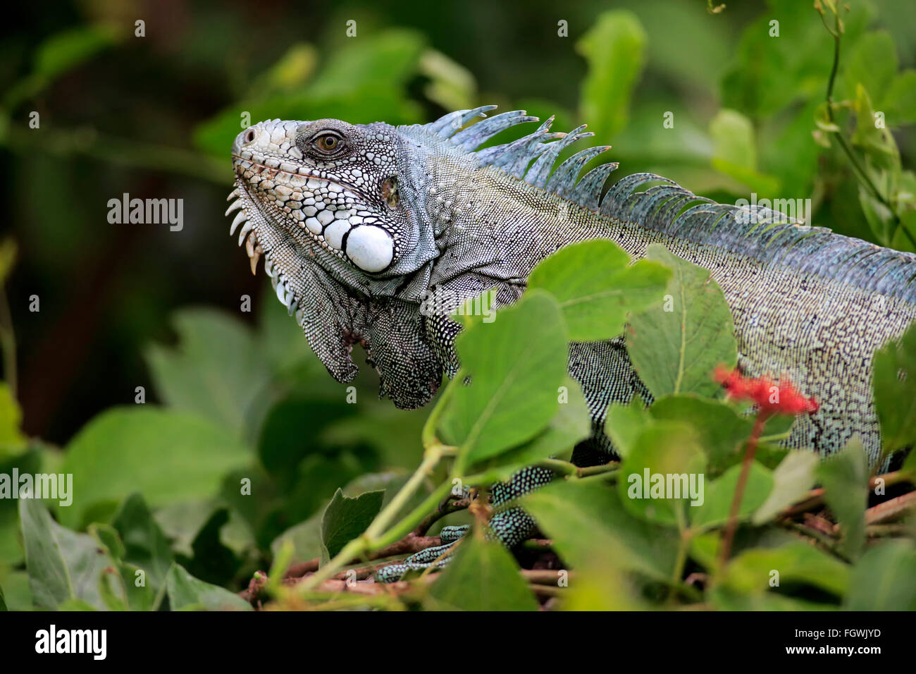 Common iguana, Pantanal, Mato Grosso, Brazil, South America / (Iguana ...