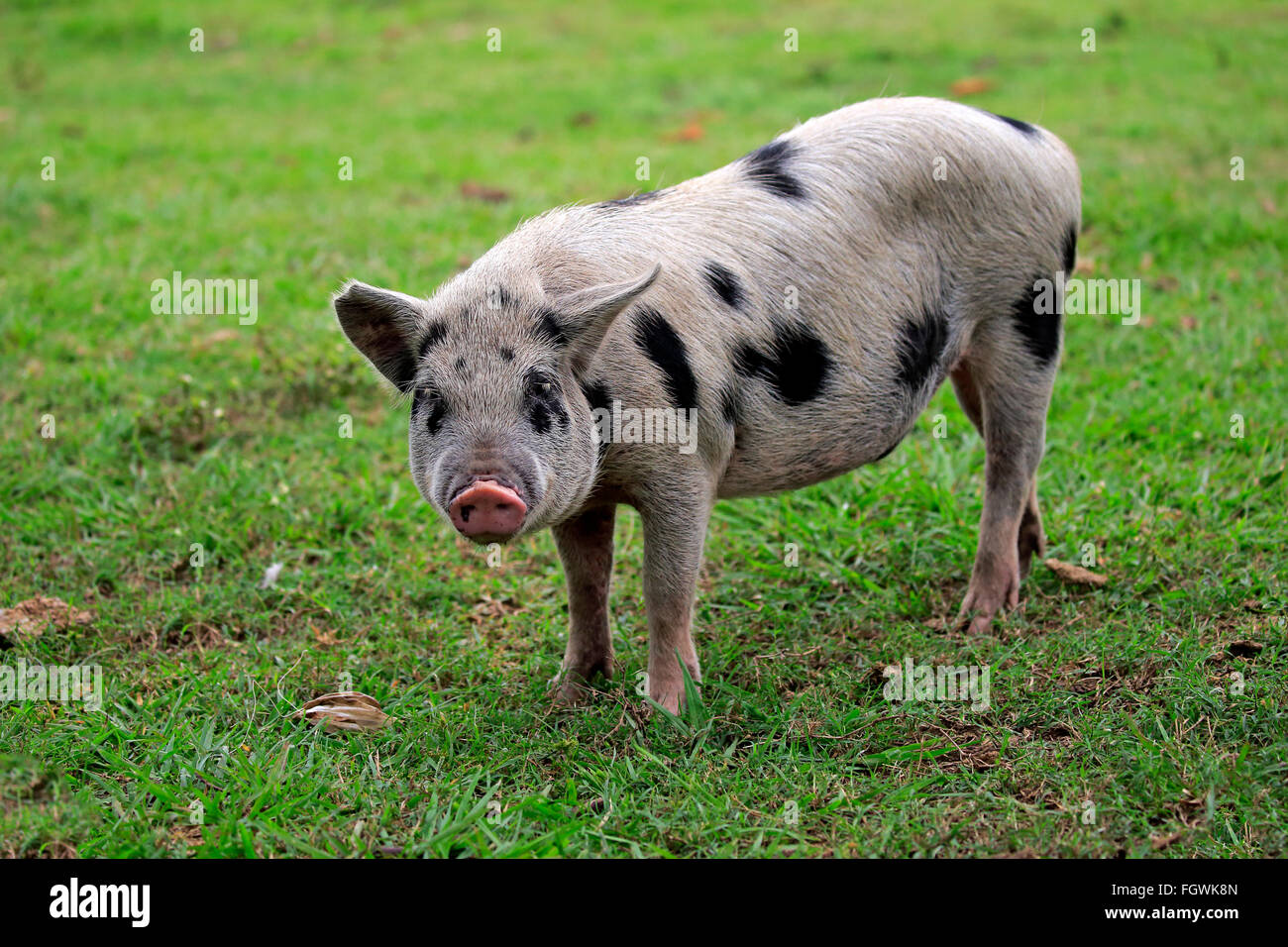 Pig, adult female Pantanal, Mato Grosso, Brazil, South America Stock ...