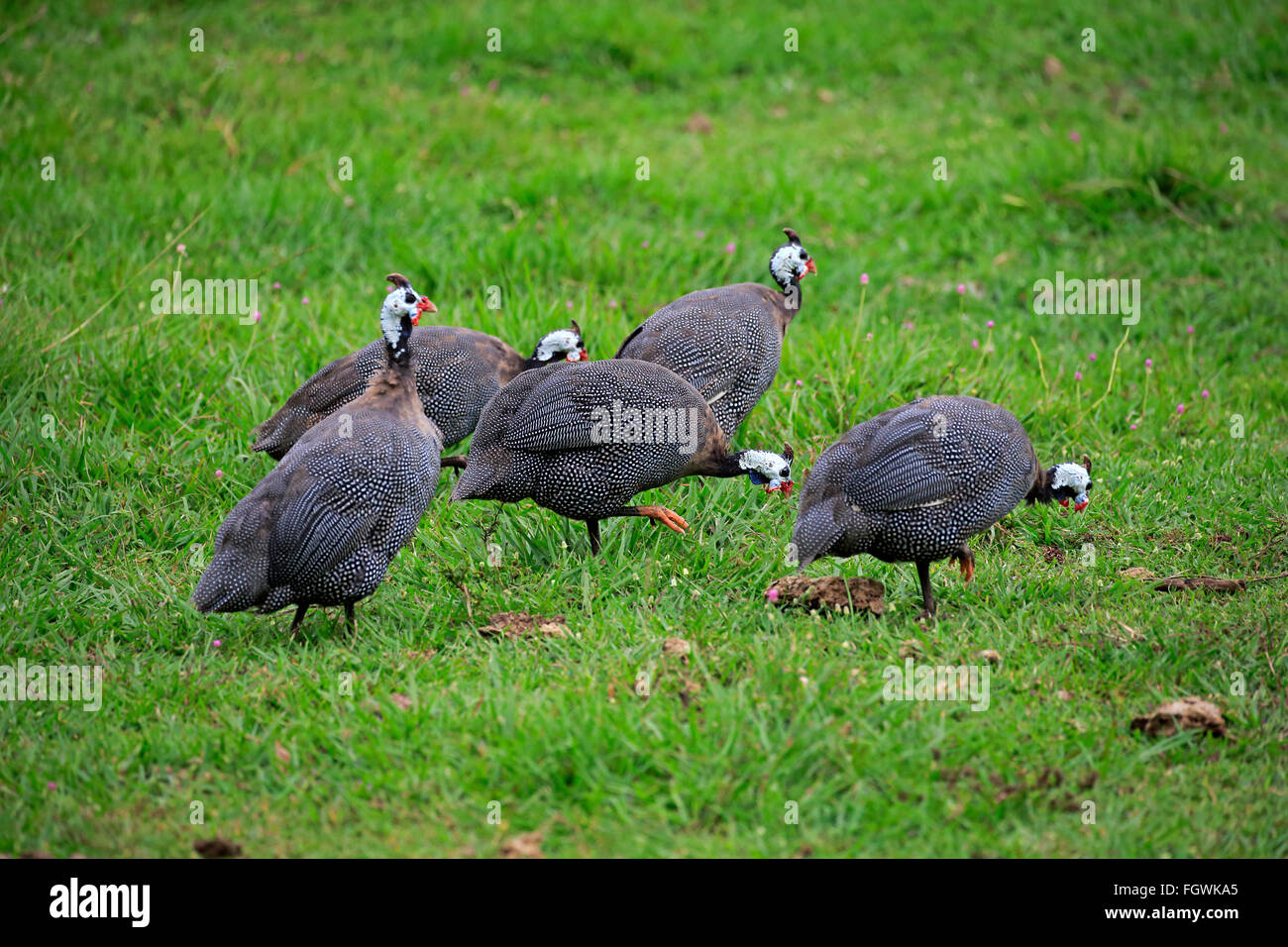 Helmeted Guineafowl, group of adults, Pantanal, Mato Grosso, Brazil ...