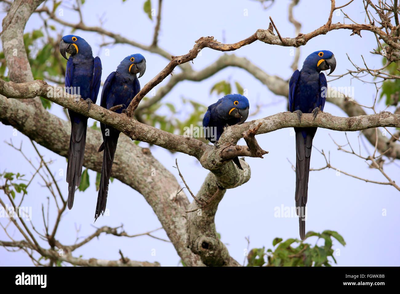 Hyacinth Macaw, Blue Macaw, group of adults, Pantanal, Mato Grosso ...