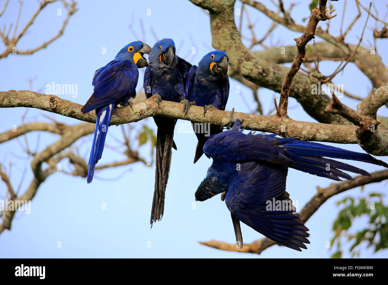 Hyacinth Macaw, Blue Macaw, group of adults, Pantanal, Mato Grosso ...