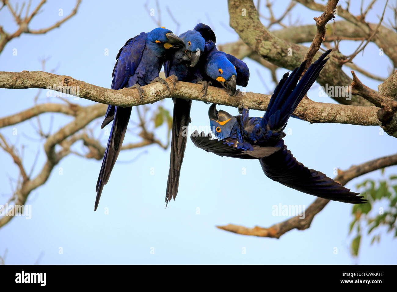 Hyacinth Macaw, Blue Macaw, group of adults, Pantanal, Mato Grosso ...