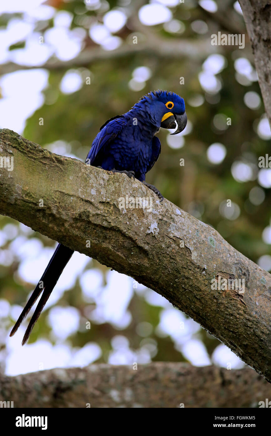 Blue Macaw, Pantanal, Mato Grosso, Brazil, South America ...
