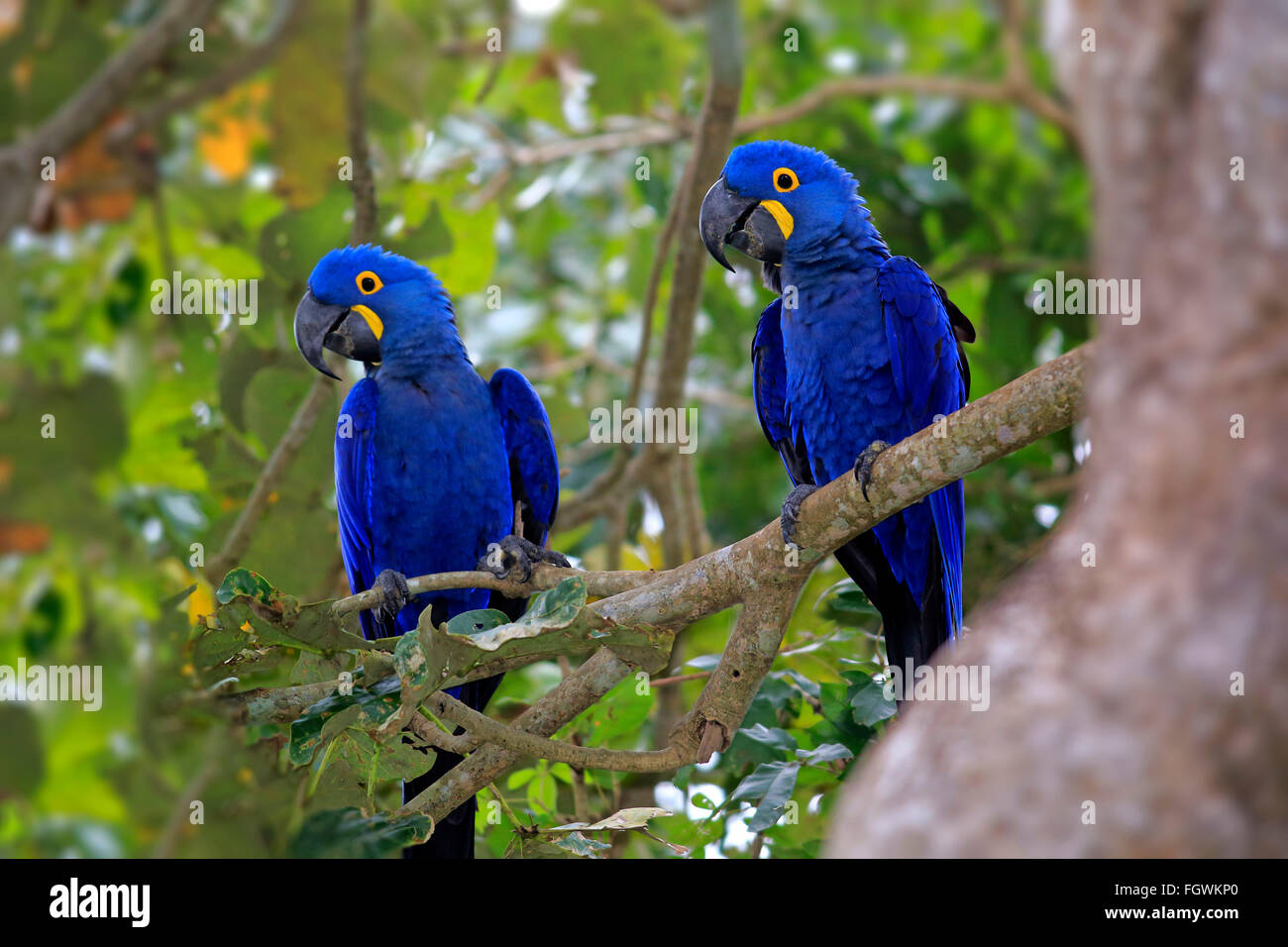 Blue Macaw, couple, Pantanal, Mato Grosso, Brazil, South America ...
