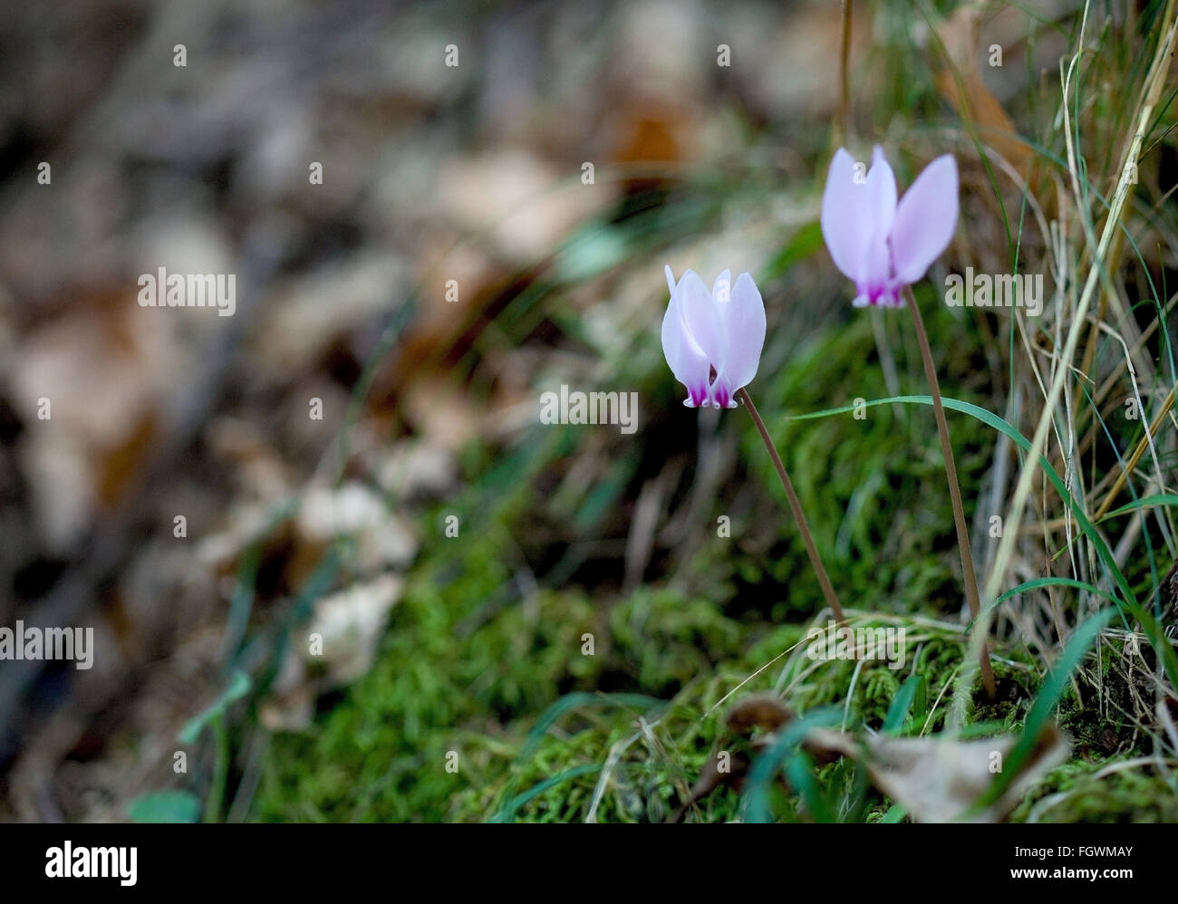 Wild Cyclamen couple on the wood ground Stock Photo - Alamy