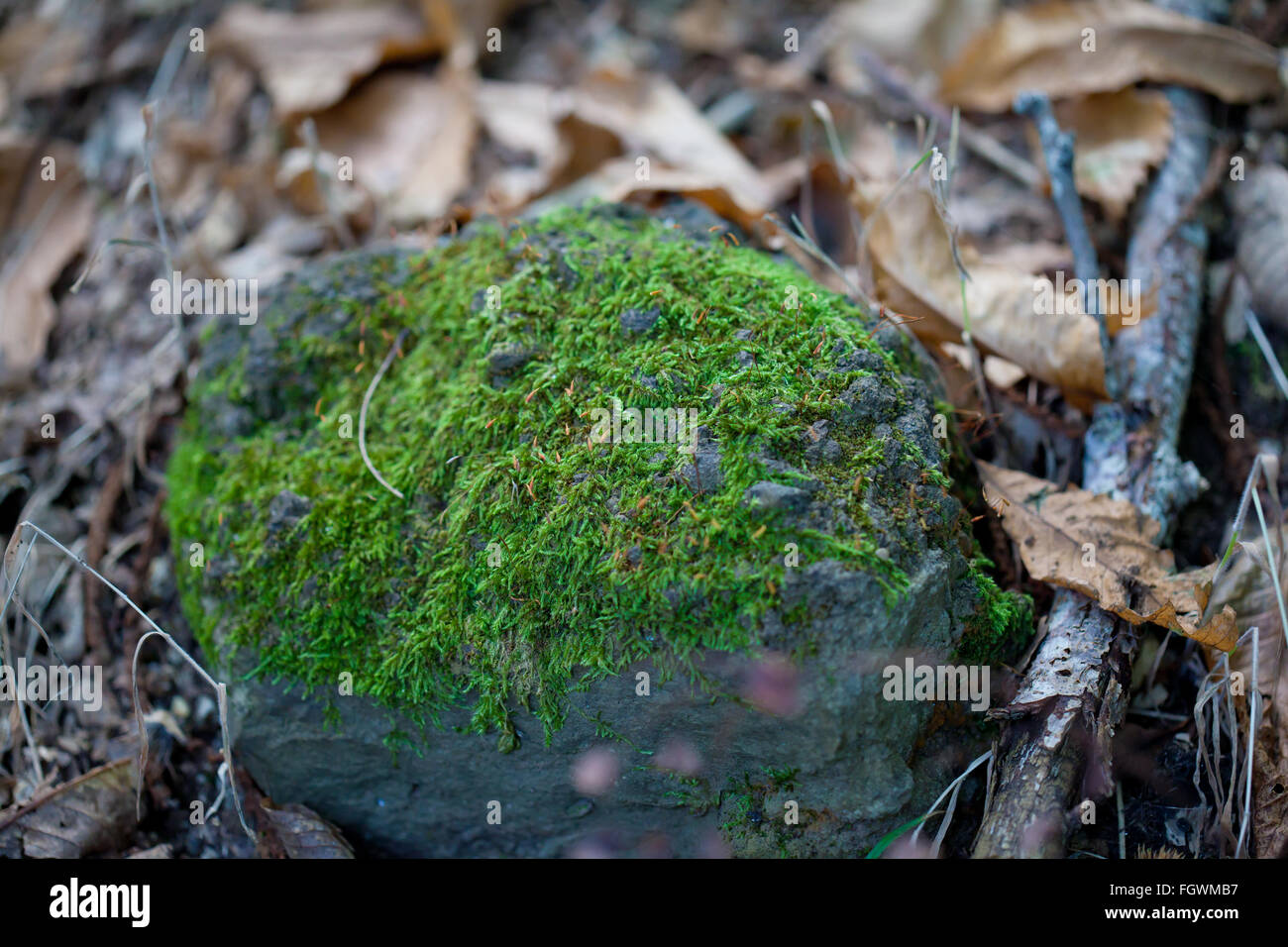 musk on a wood ground Stock Photo - Alamy