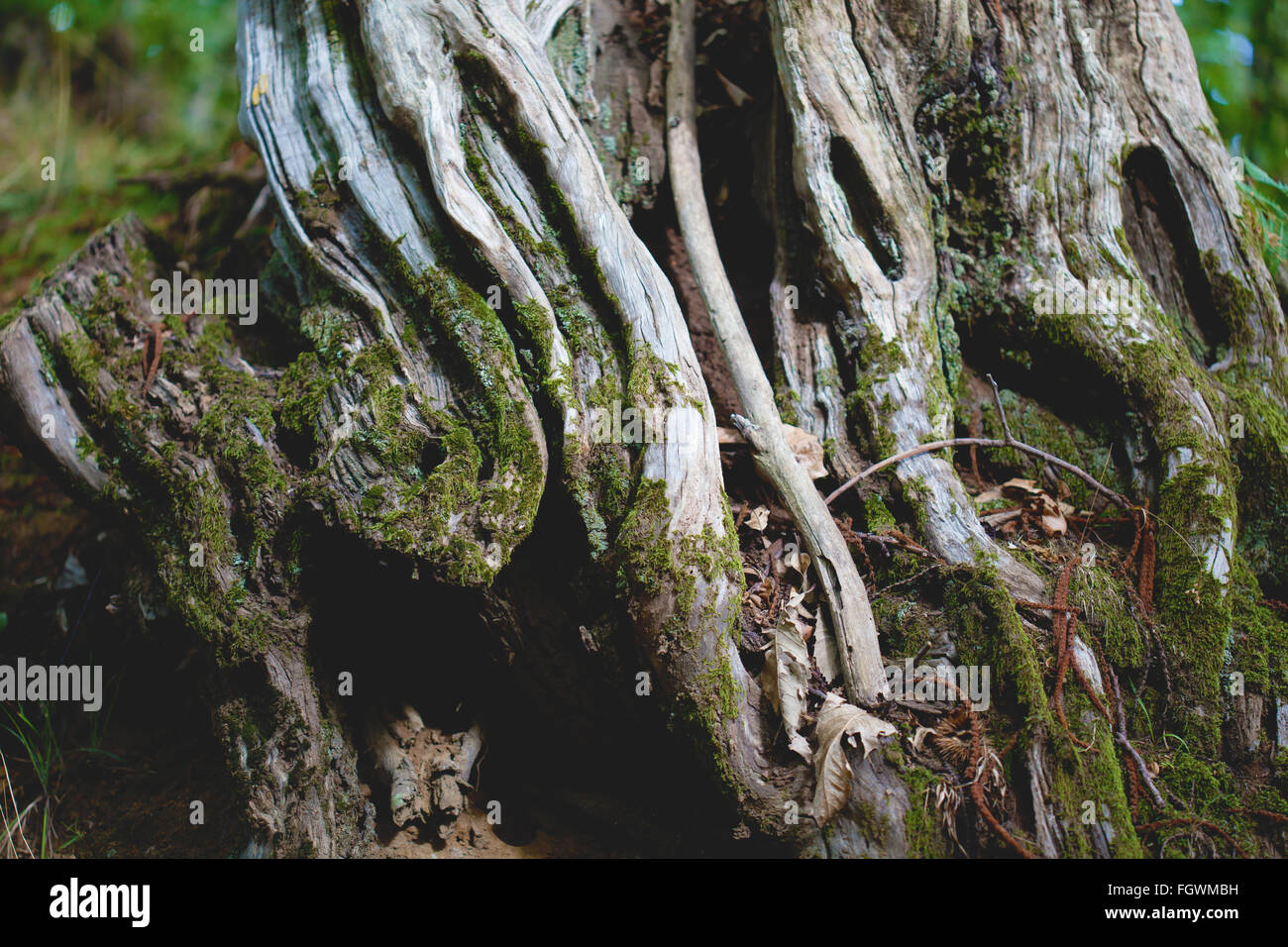 Tre texture hi-res stock photography and images - Alamy