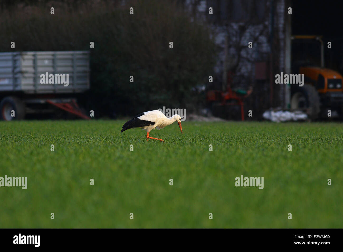 White stork in a green field in front of some agricultural equipment ...