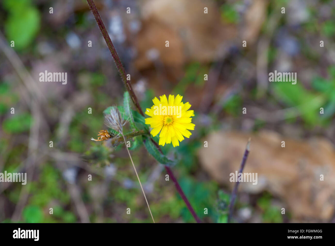 Dandelion spring hi-res stock photography and images - Alamy
