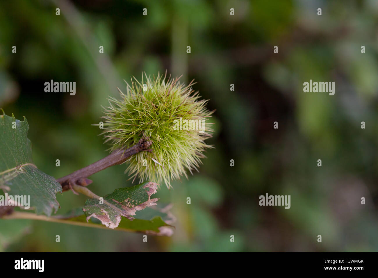 Chestnut hedgehog hi-res stock photography and images - Alamy