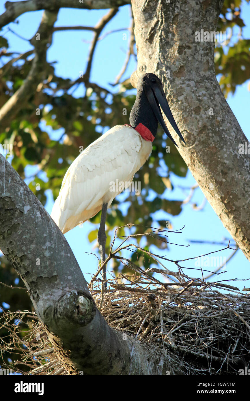 Jabiru storks nest hi-res stock photography and images - Alamy