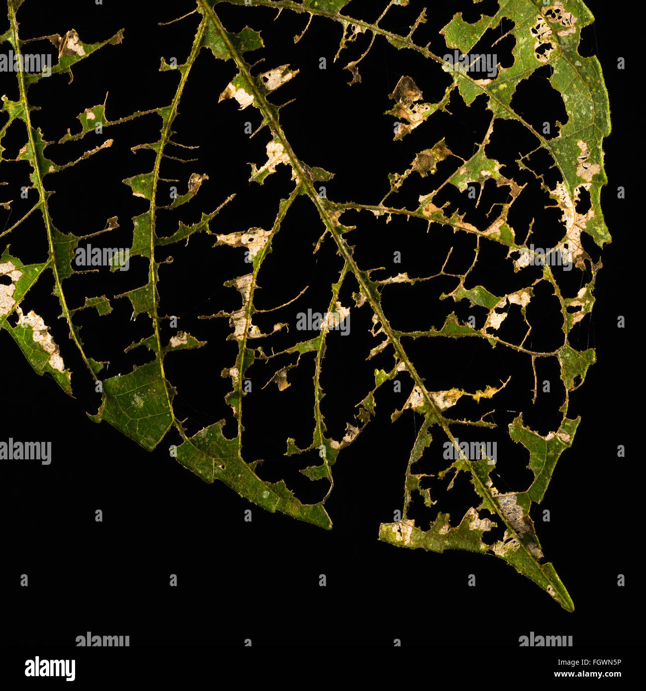 Leaf insect damage hi-res stock photography and images - Alamy