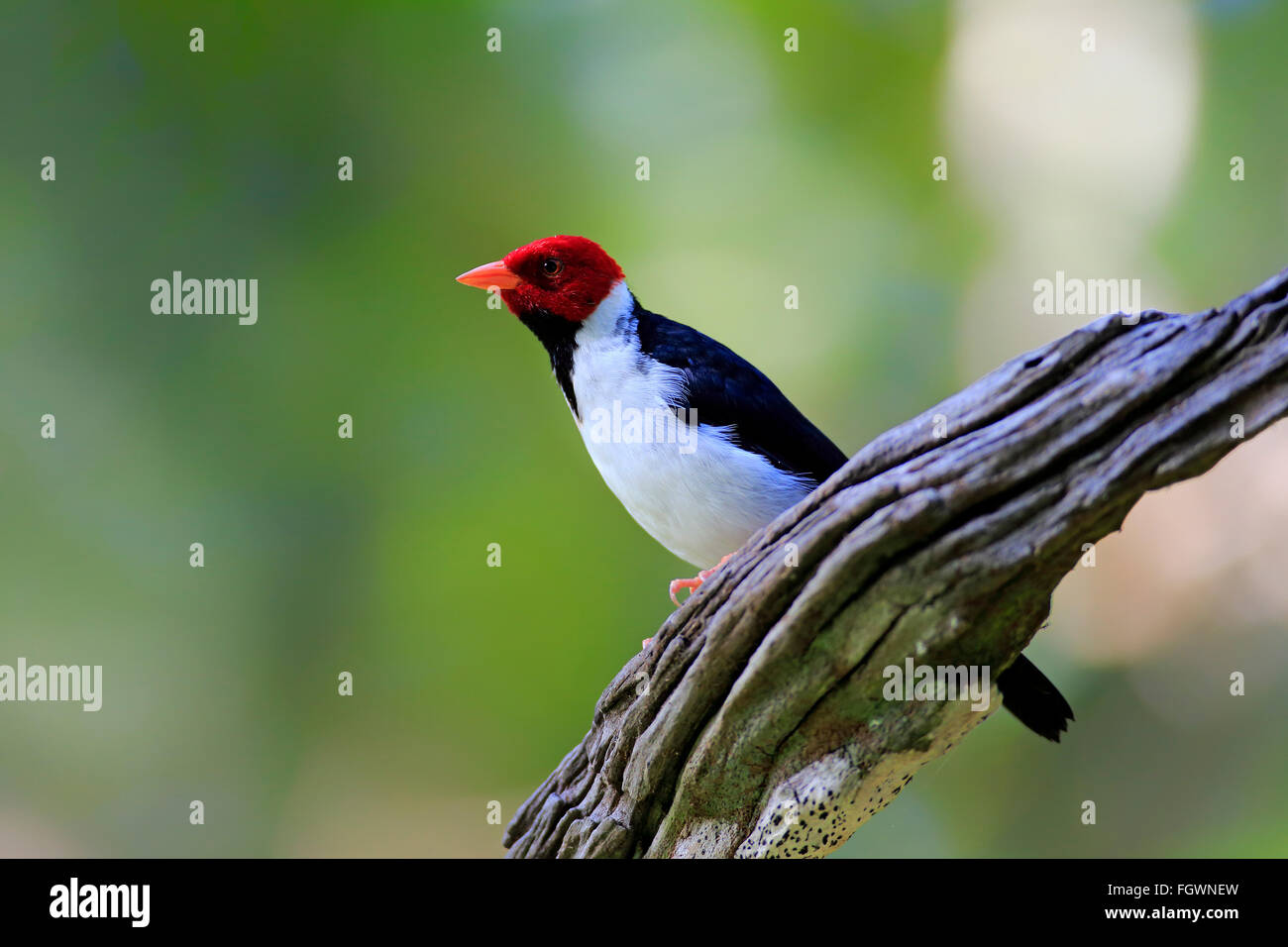 Adult yellow billed cardinal hi-res stock photography and images - Alamy