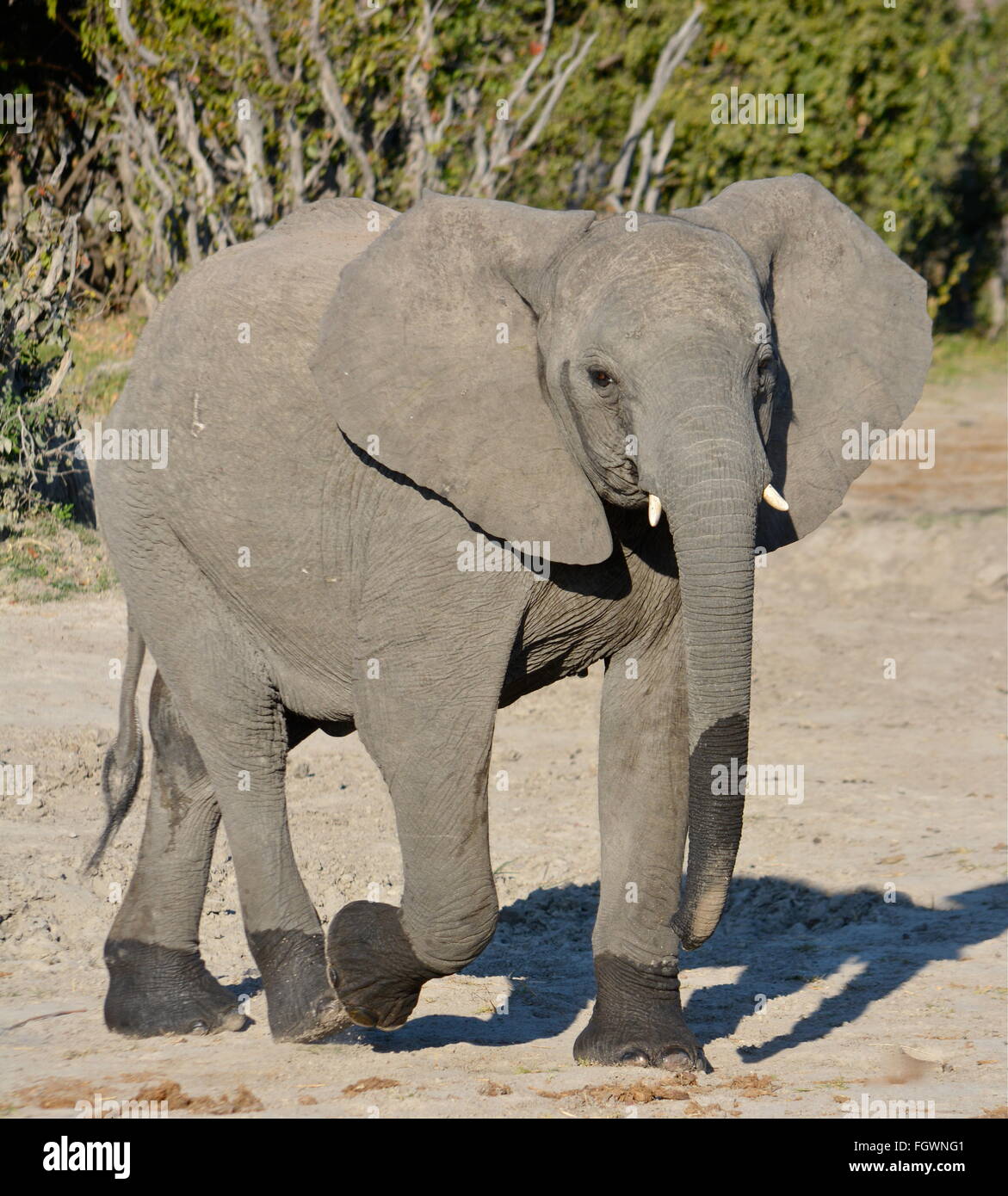adolescent elephant in Botswana Stock Photo - Alamy