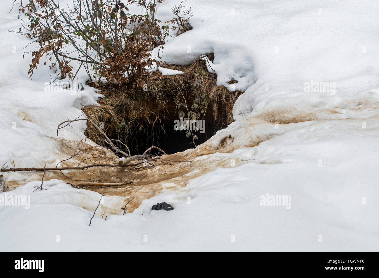 Eurasian brown bear den hi-res stock photography and images - Alamy