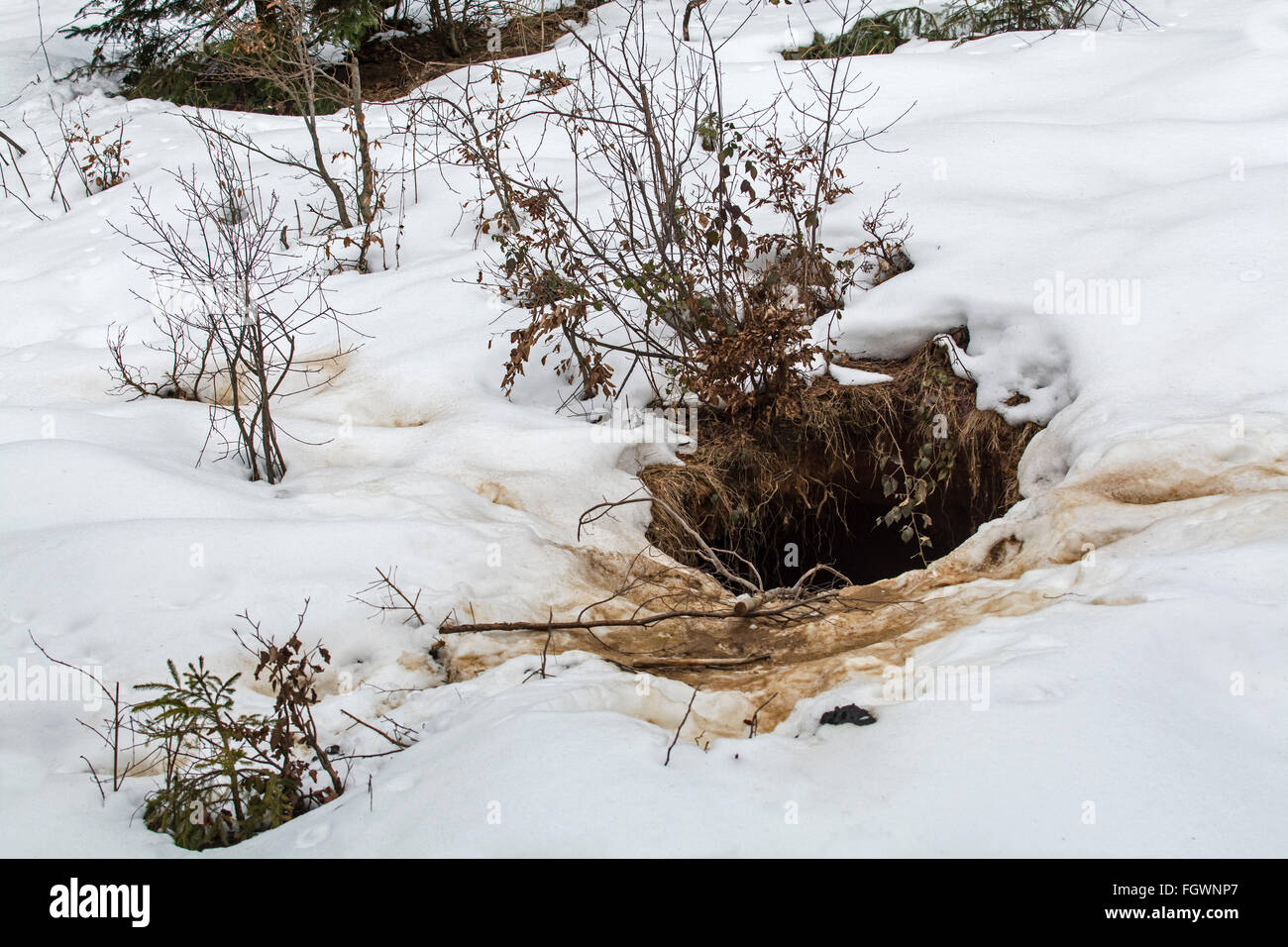 Bear hibernating in den hi-res stock photography and images - Alamy