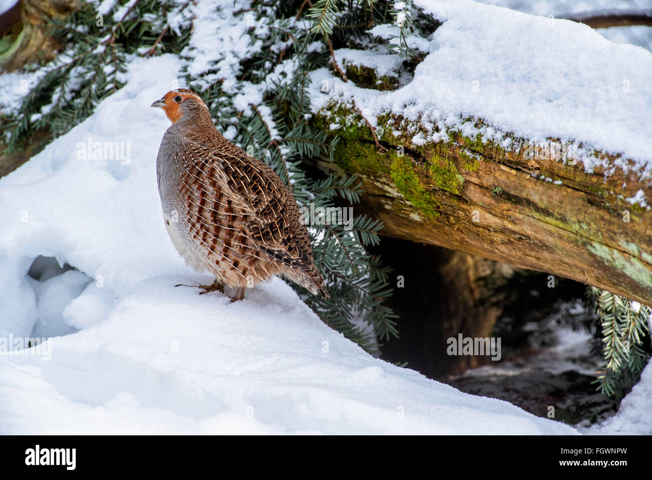 Female grey partridge uk hi-res stock photography and images - Alamy