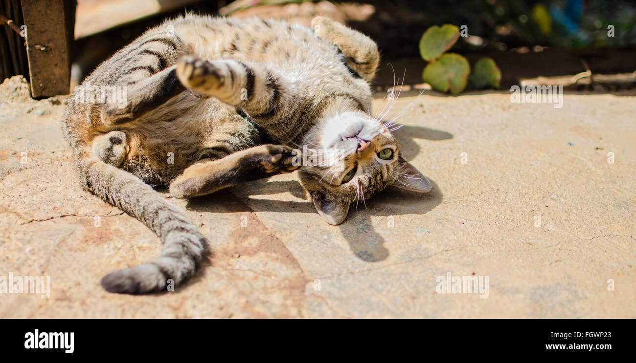 A funny cat Stock Photo - Alamy