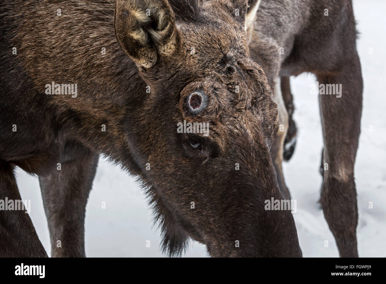 Close up bull moose antlers High Resolution Stock Photography and ...
