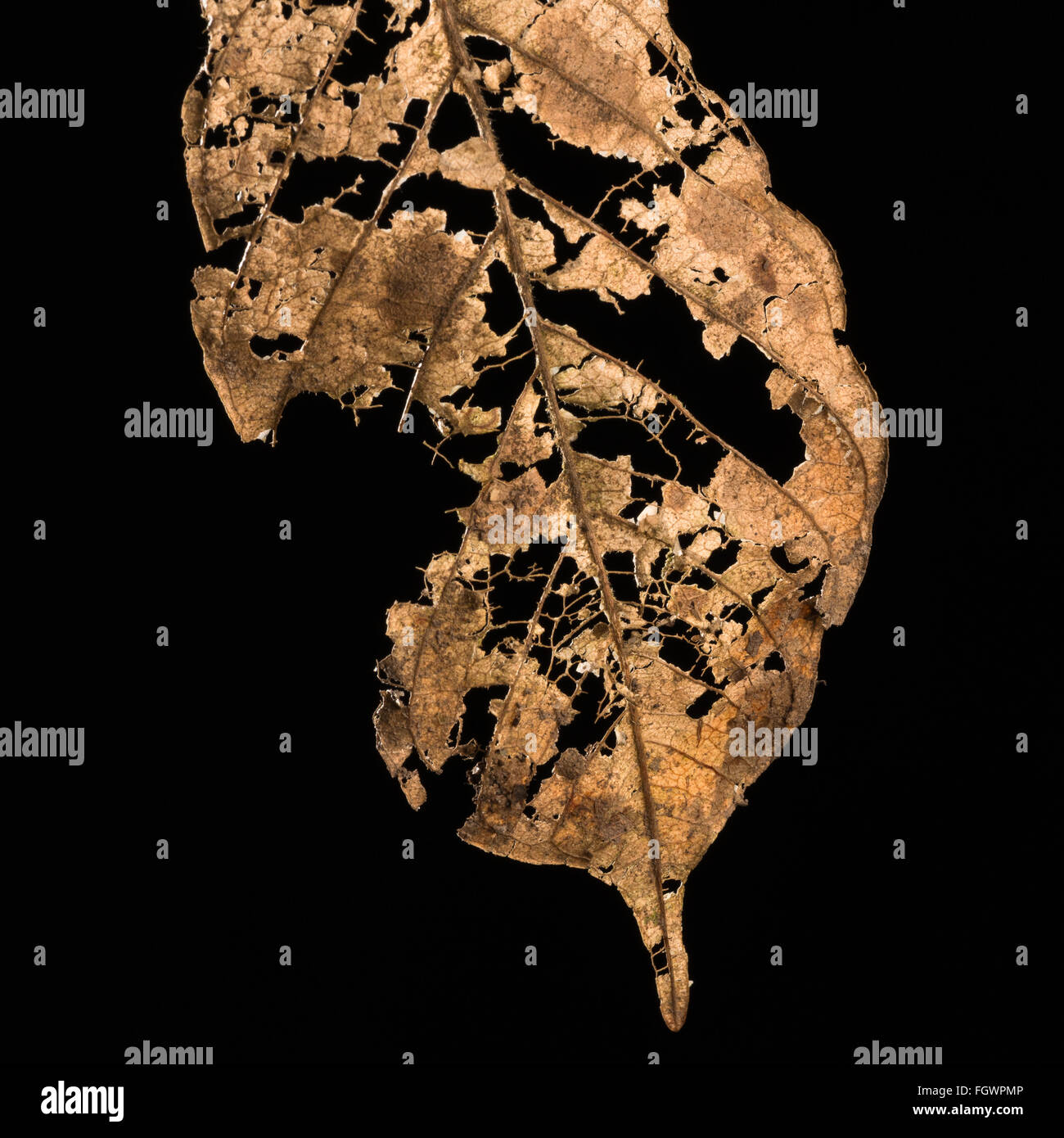 Leaf insect damage hi-res stock photography and images - Alamy
