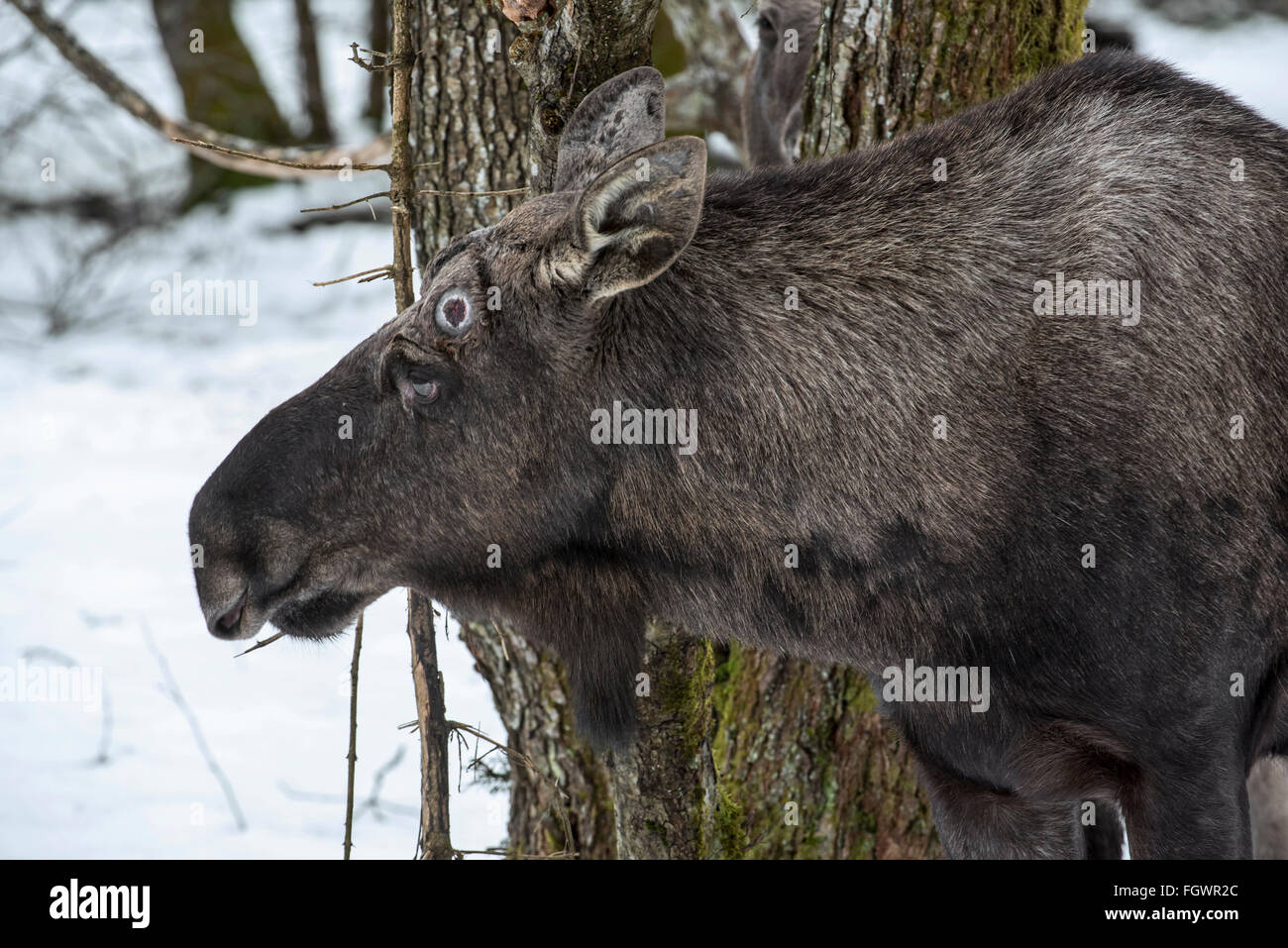 Moose / elk (Alces alces) close up of bull showing pedicel scar left ...