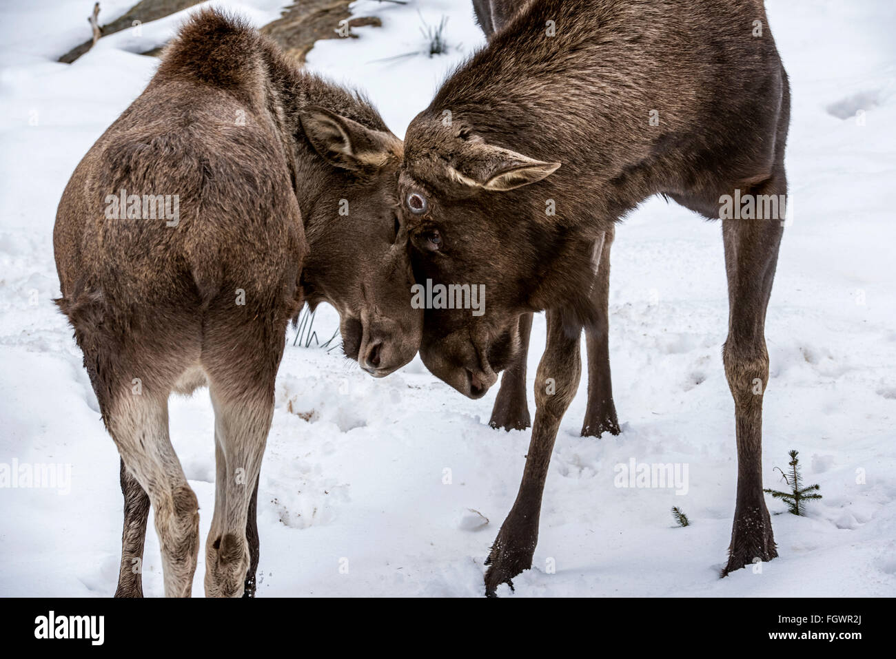 Butting heads hi-res stock photography and images - Alamy