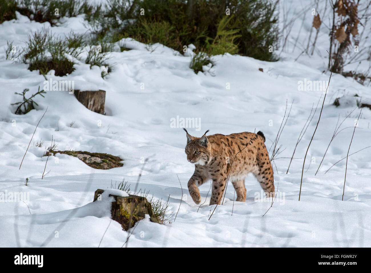 Eurasian lynx (Lynx lynx) hunting in the taiga in the snow in winter ...