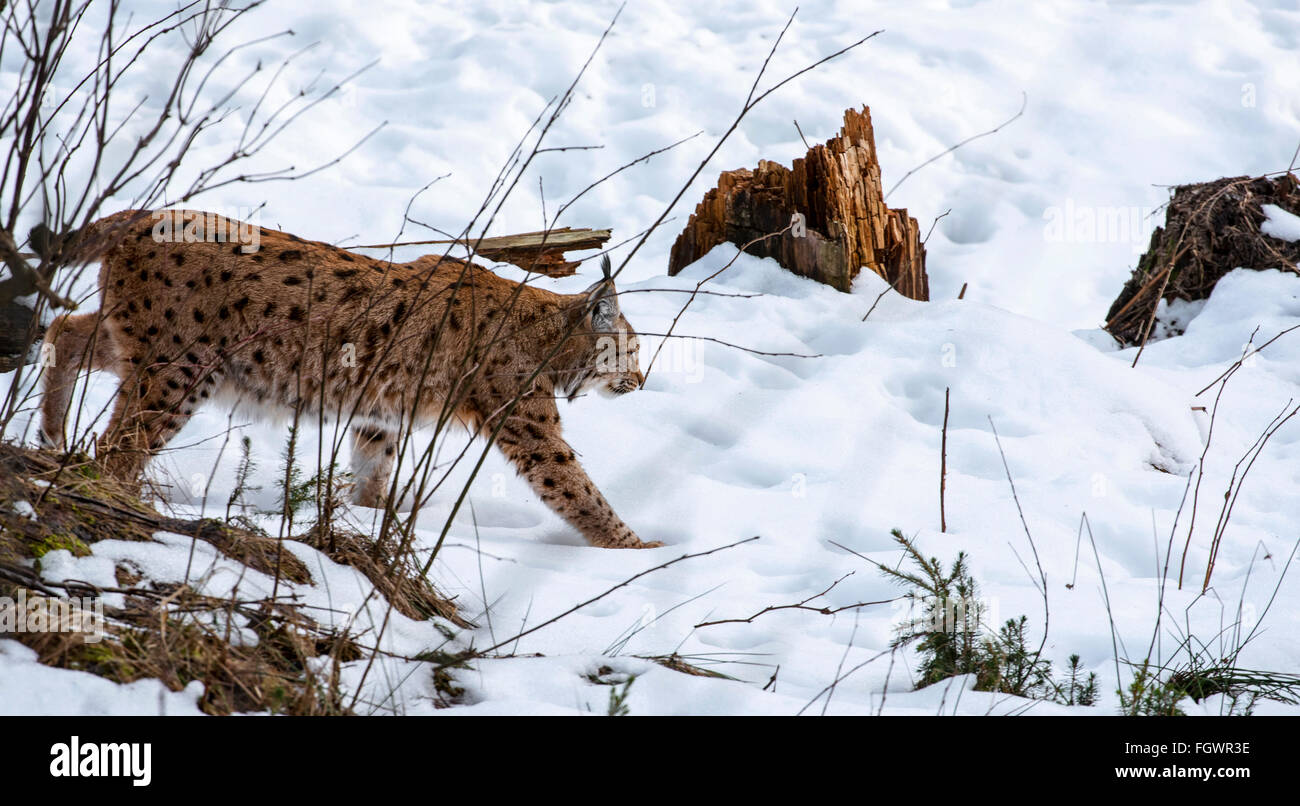 Eurasian lynx (Lynx lynx) hunting in the taiga in the snow in winter ...
