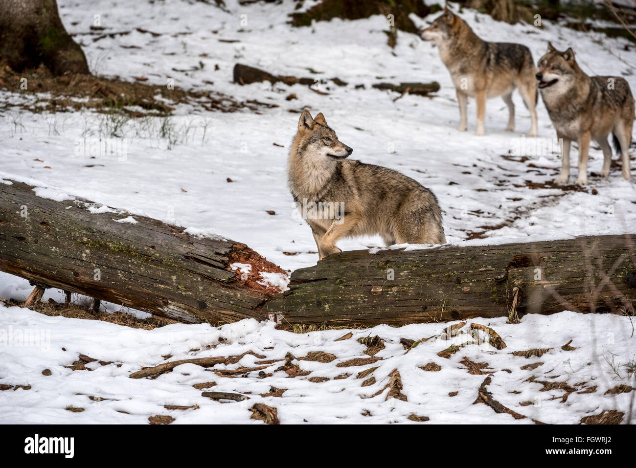 Gray wolves / grey wolf (Canis lupus) pack on the hunt stepping over ...