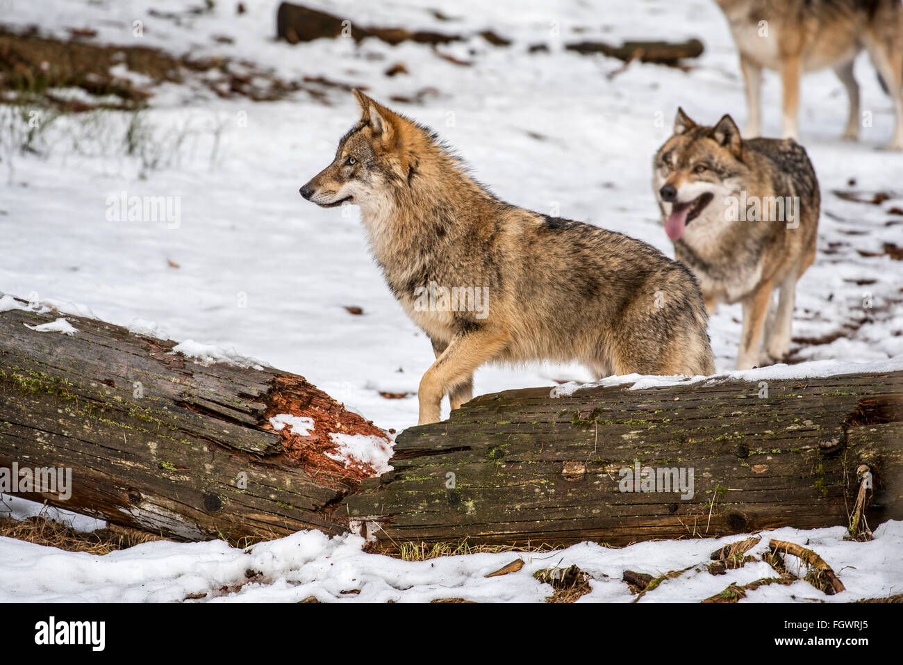 Gray wolves / grey wolf (Canis lupus) pack on the hunt stepping over ...