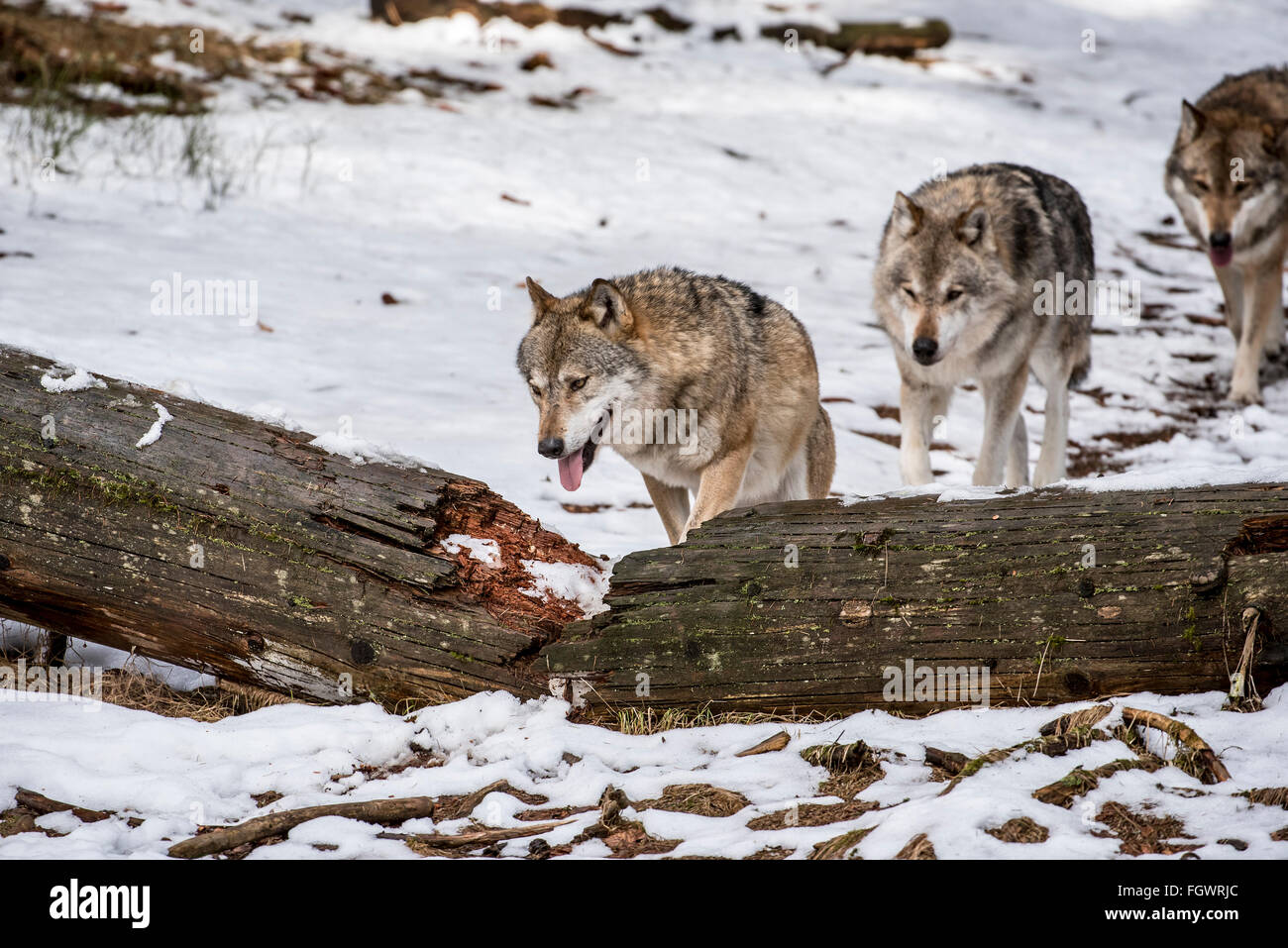 Gray Wolf Pack On Hunt High Resolution Stock Photography and Images - Alamy