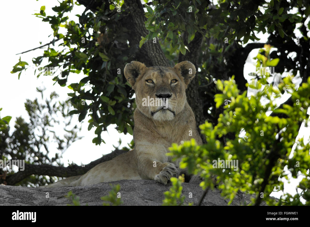 Kopje animal hi-res stock photography and images - Alamy