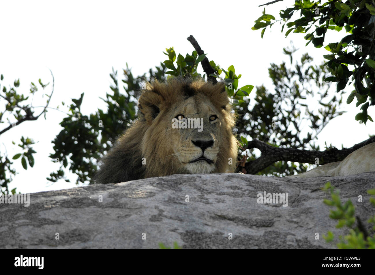 Kopje rock hi-res stock photography and images - Alamy