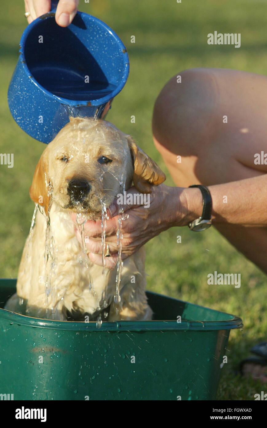 File. 22nd Feb, 2016. The Labrador retriever is America's most popular ...
