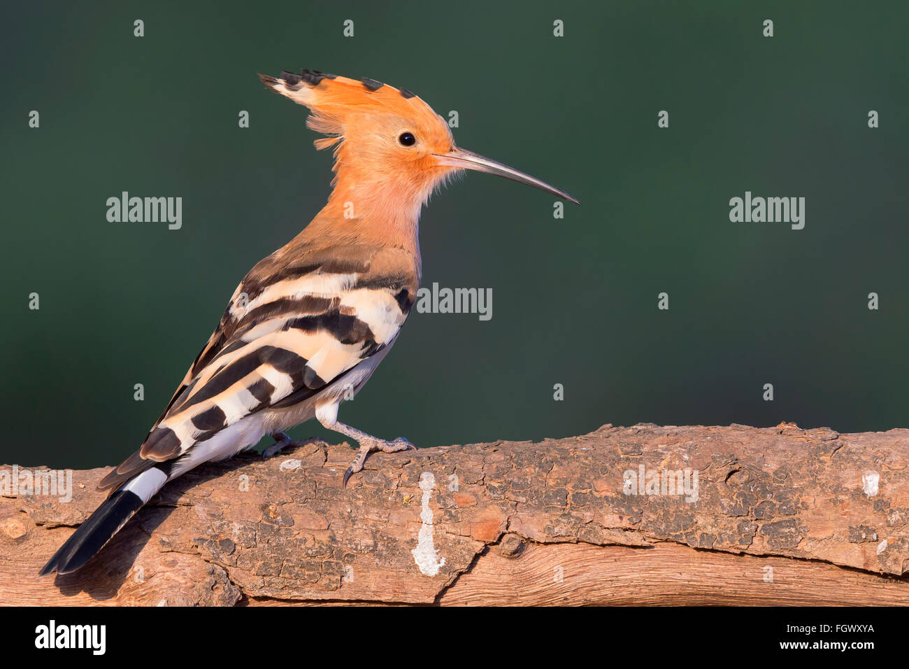 Upupa upupa hi-res stock photography and images - Alamy