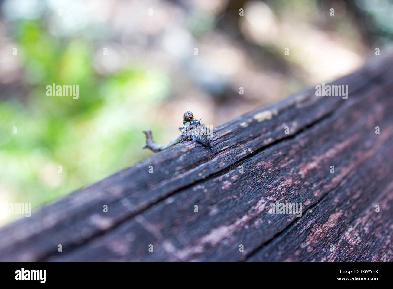 A catepillar and spider fight Stock Photo - Alamy