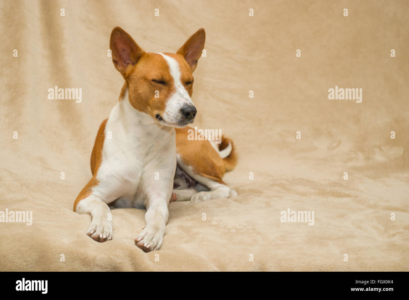 Studio portrait of sleeping basenji Stock Photo - Alamy