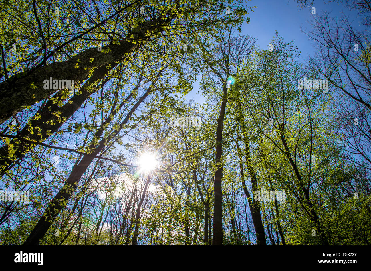 view to trees and blue sky with sun Stock Photo - Alamy