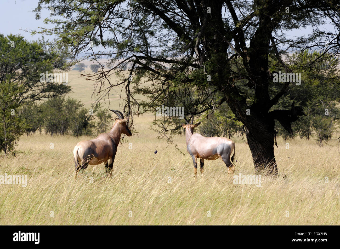 Topi Antelope Stock Photos & Topi Antelope Stock Images - Alamy