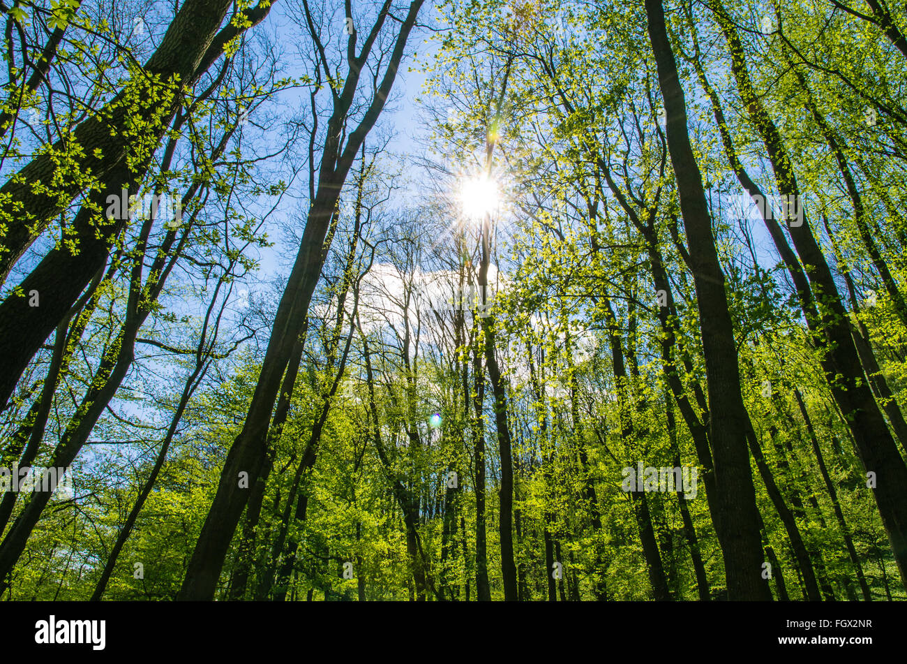 view to trees and blue sky with sun Stock Photo - Alamy